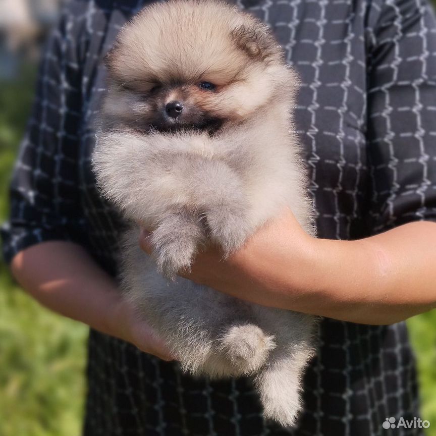 Померанский шпиц мини