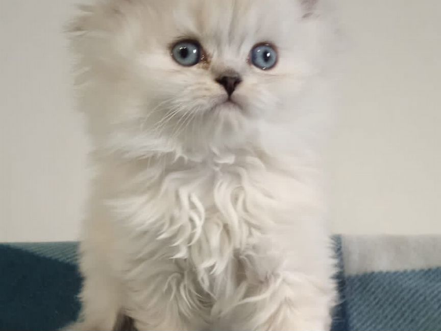 Британский котенок