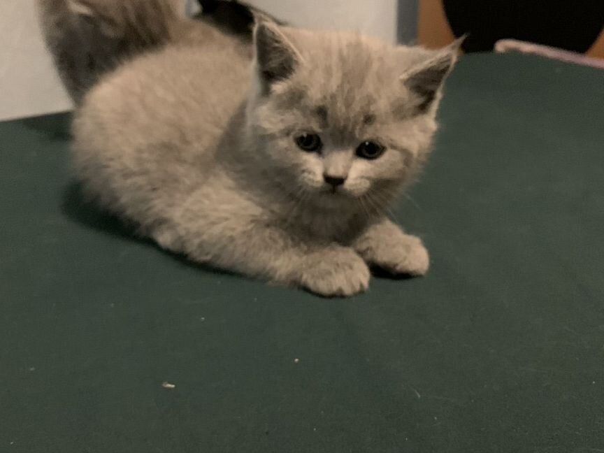 Британская вислоухая кошка