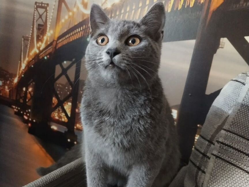 Взбитая шерстка у котенка