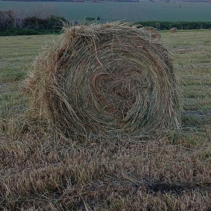 Продам сено в рулонах