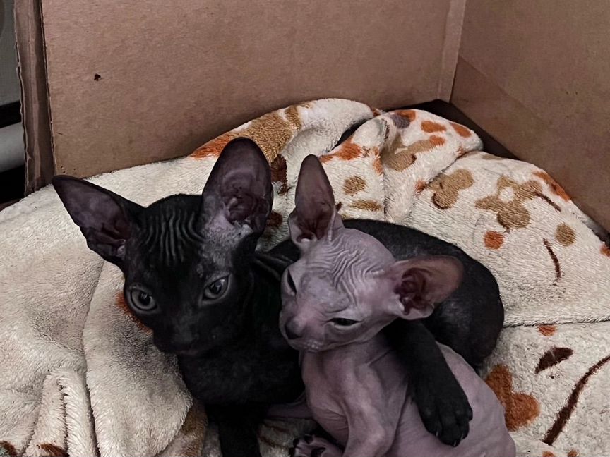 Донской сфинкс котята