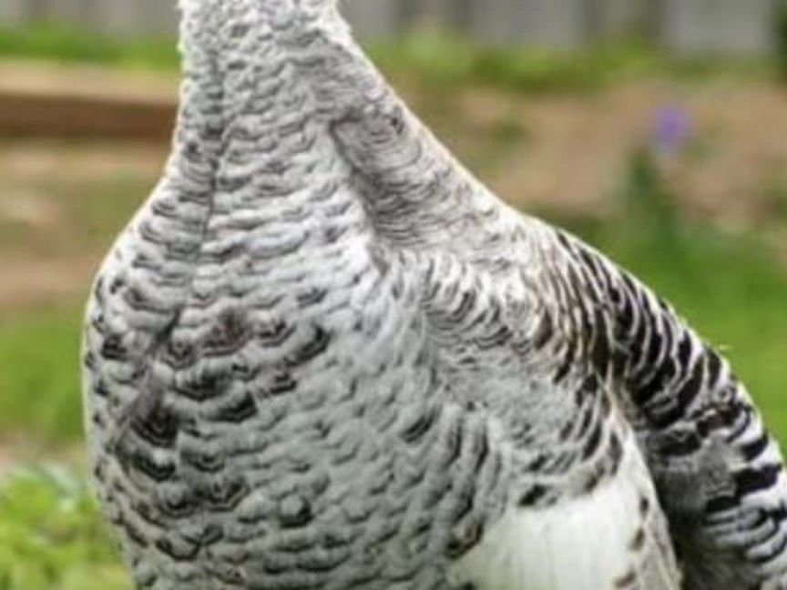 Индюки степные