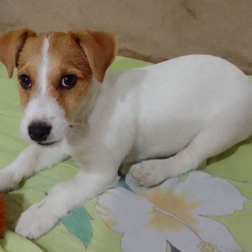 Джек рассел терьер