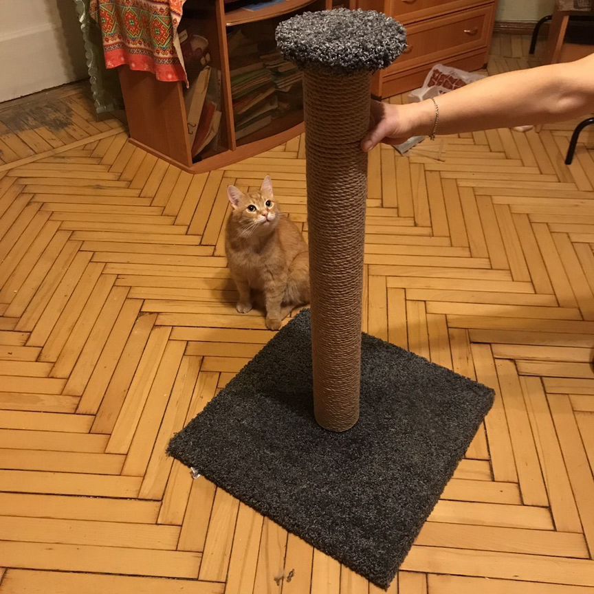 Когтеточка