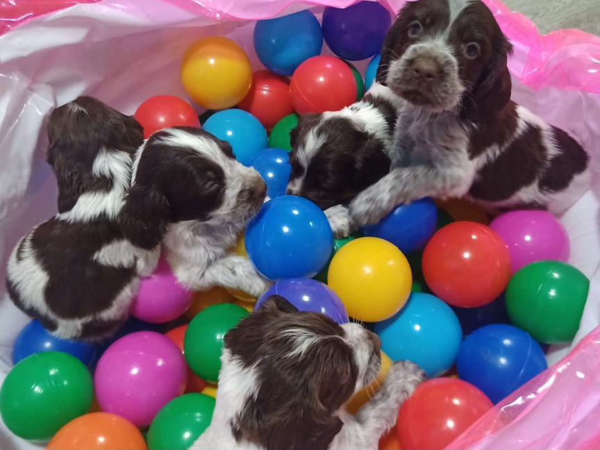 Русский охотничий спаниель щенки