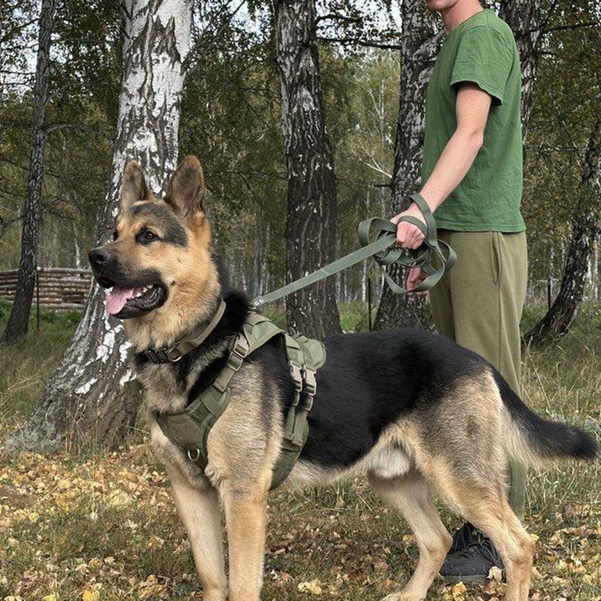 Восточноевропейская овчарка, взрослый пёс