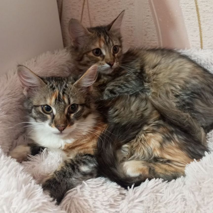 Котята мейн-кун