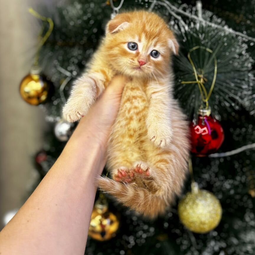 Шотландские вислоухие котята