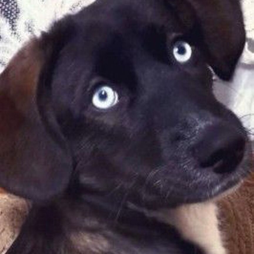 В добрые руки щенок