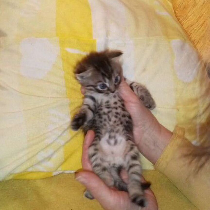 Котята от персидской кошки