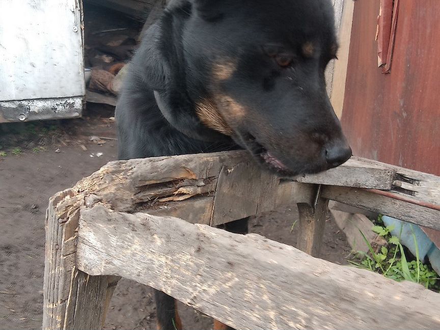 Отдам в добрые руки