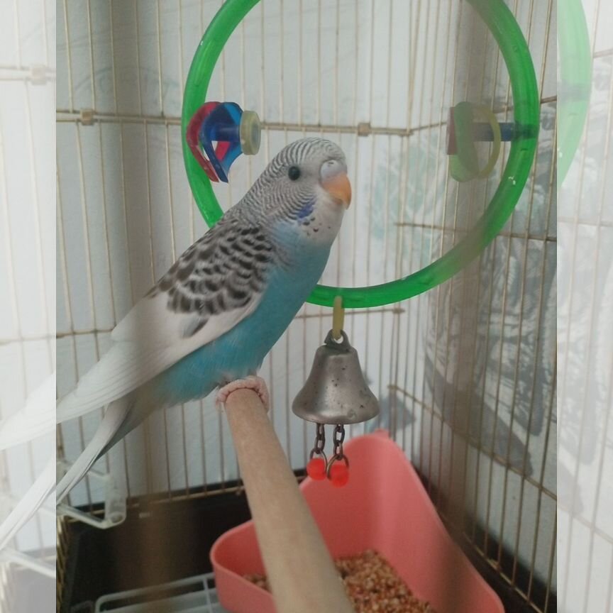 Птенцы волнистый попугай ручной