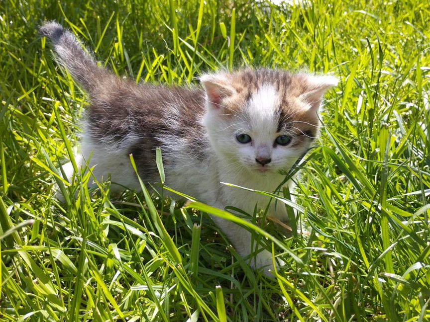 Отдам котят от кошки- крысоловки