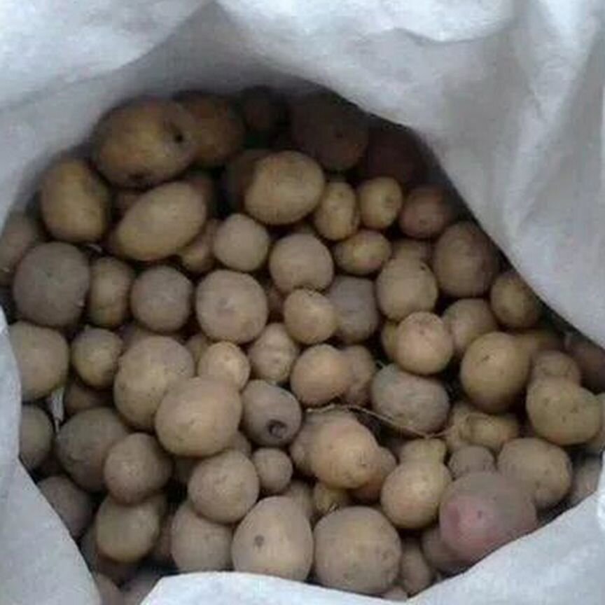 Картофель кормовой маленький