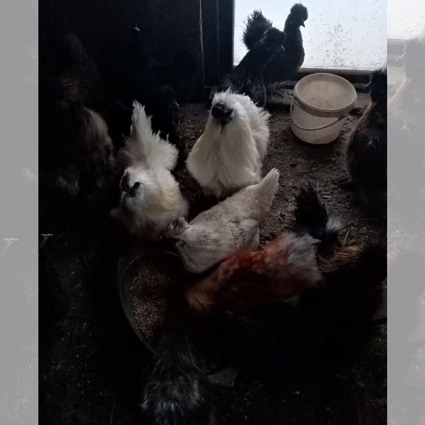 Декоративные куры