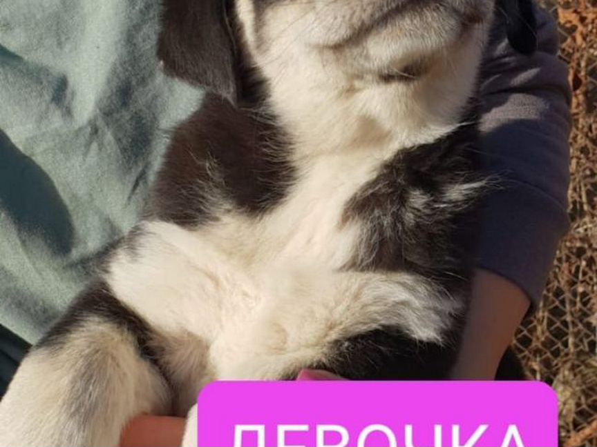 Девочка с последующей стерилизацией