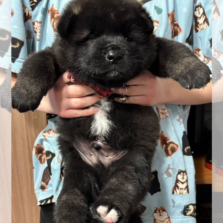 Американская акита, щенок