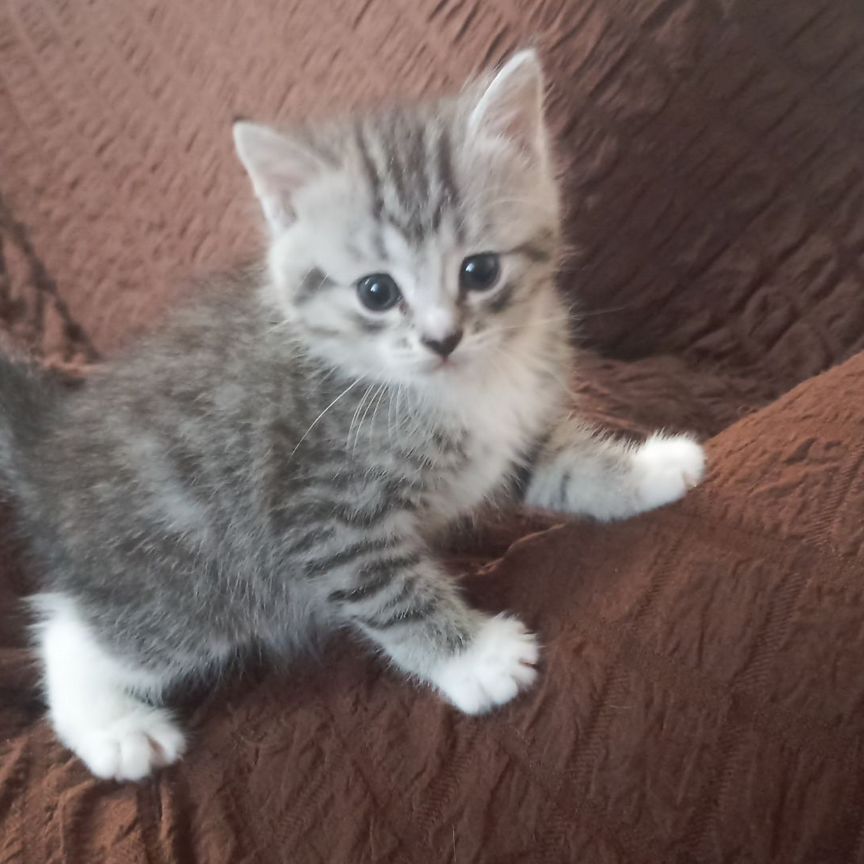 Котенок