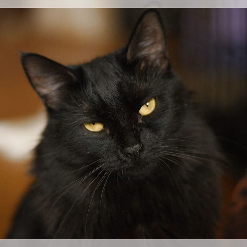 Взрослая кошка из приюта