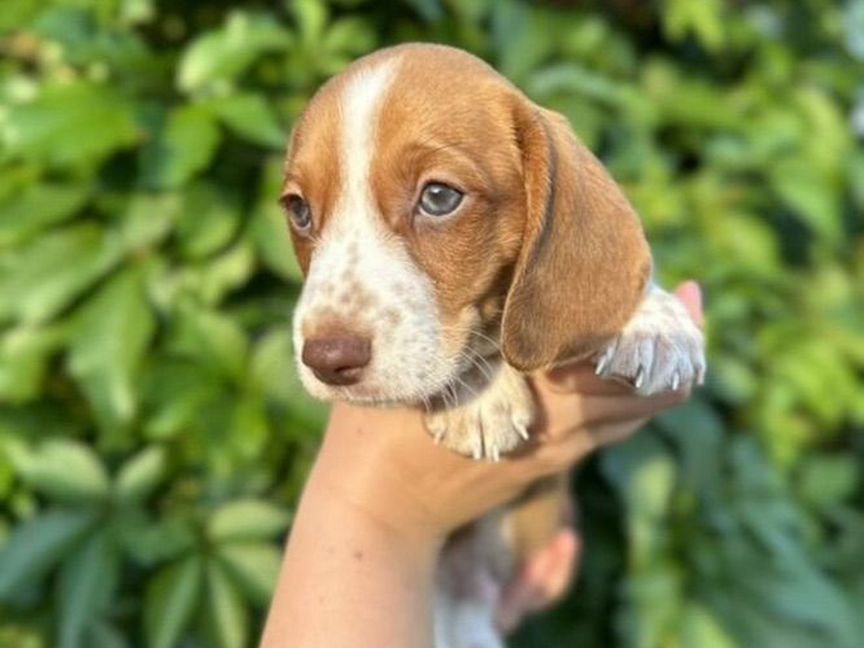 Такса стандартная