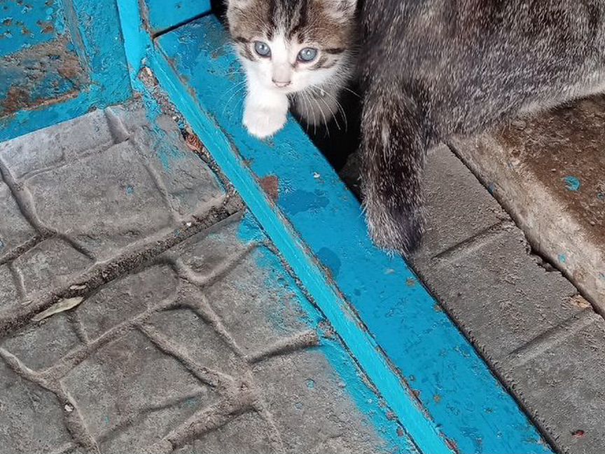 Котята