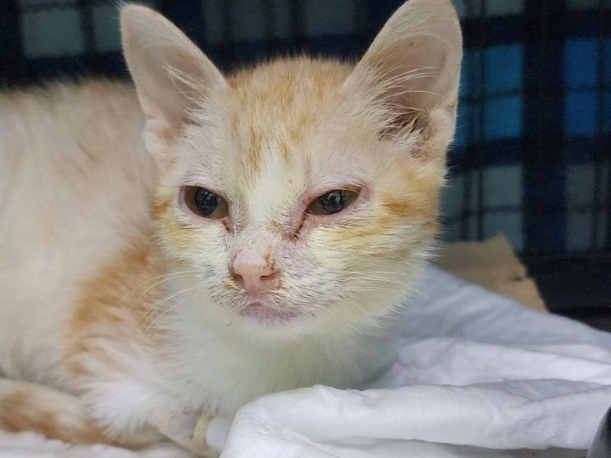 Котенок с Иланска