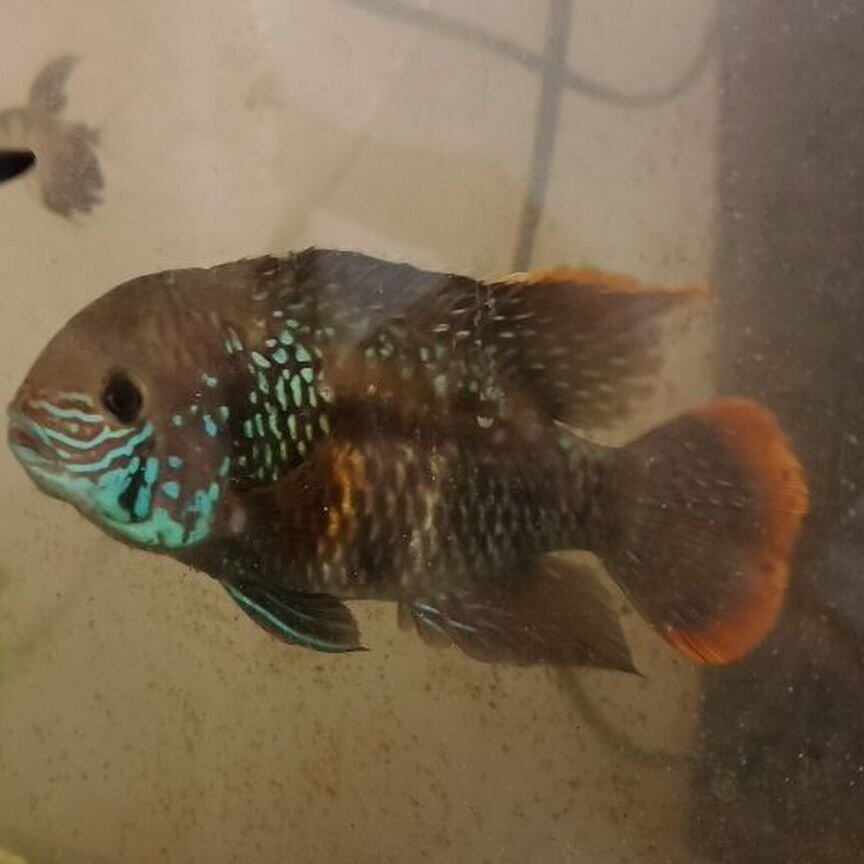 Цихлида бриллиант