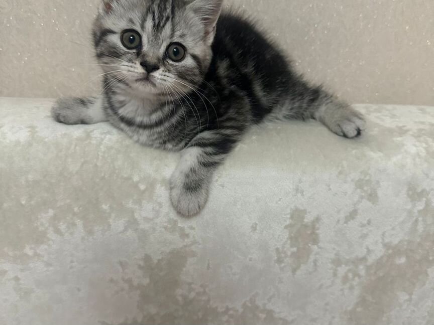 Британская девочка