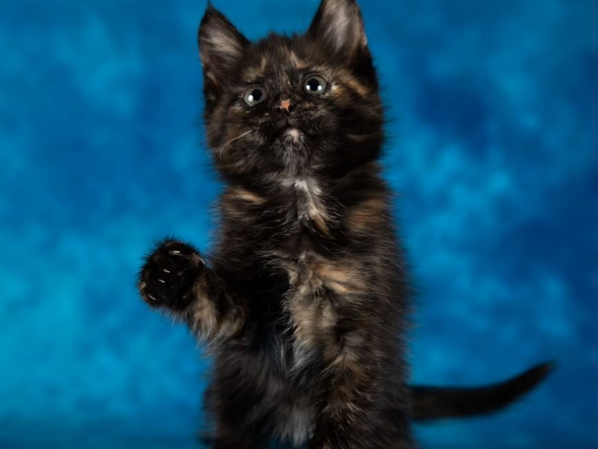 Лилу (1,5 месяца) ищет дом