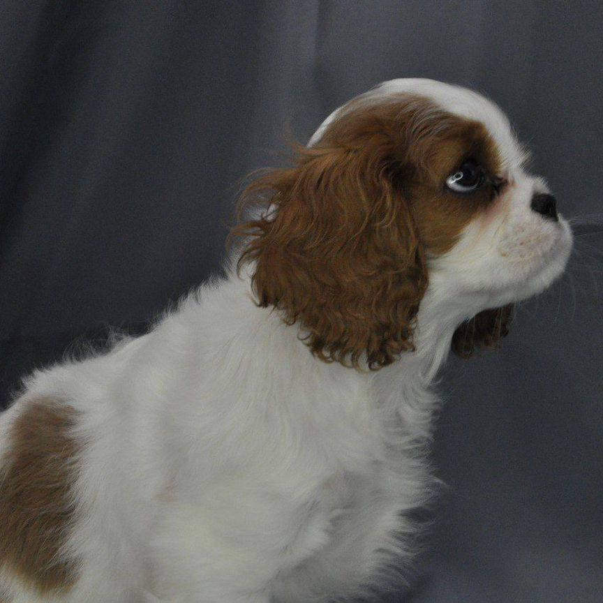 Кавалер кинг-чарльз-спаниель, щенок