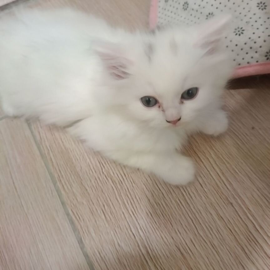 Отдам в добрые руки