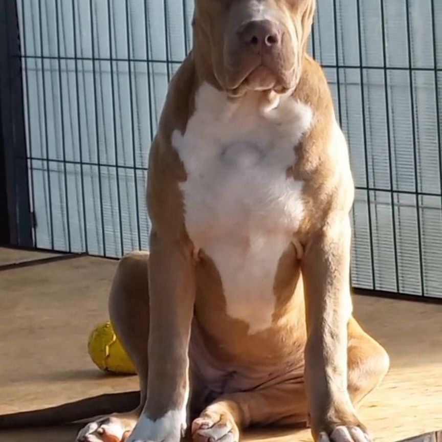 Американский булли xl