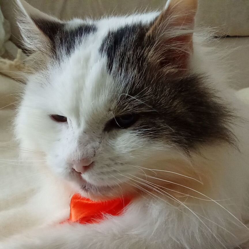 Курильский бобтейл длинношёрстный котёнок