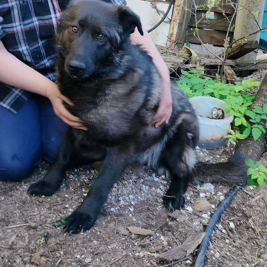 Взрослая собака в добрые руки