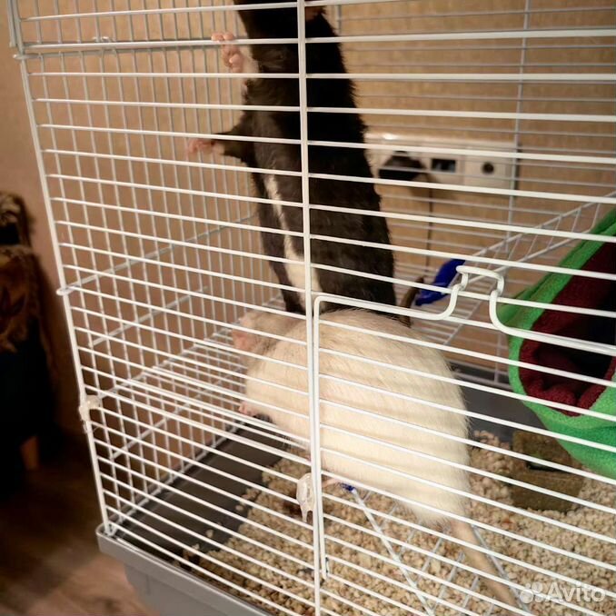 Крысы отдам бесплатно вместе с приданным