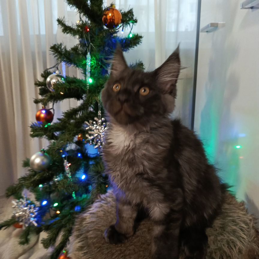 Котята мейн-кун#черный дым