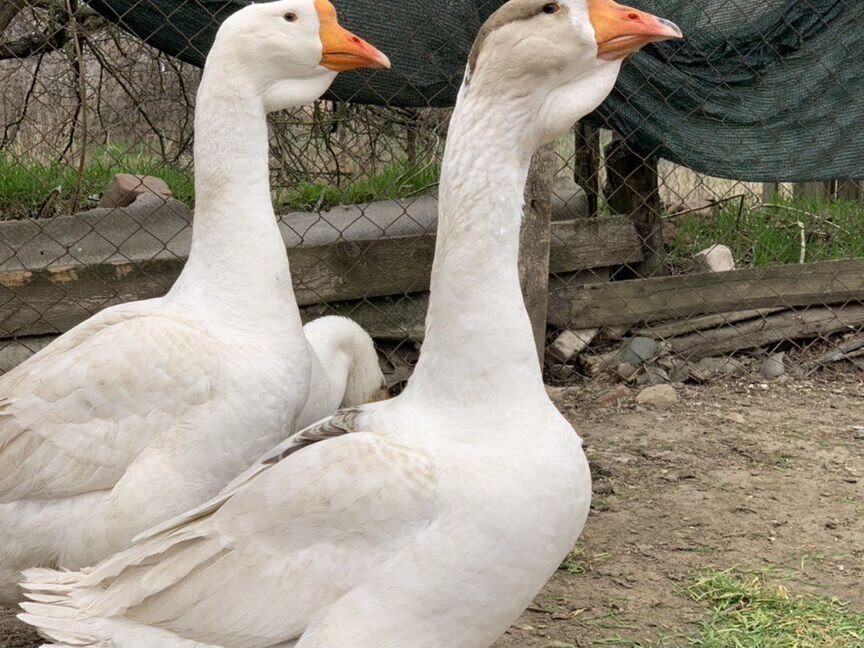 Гуси холмогоры