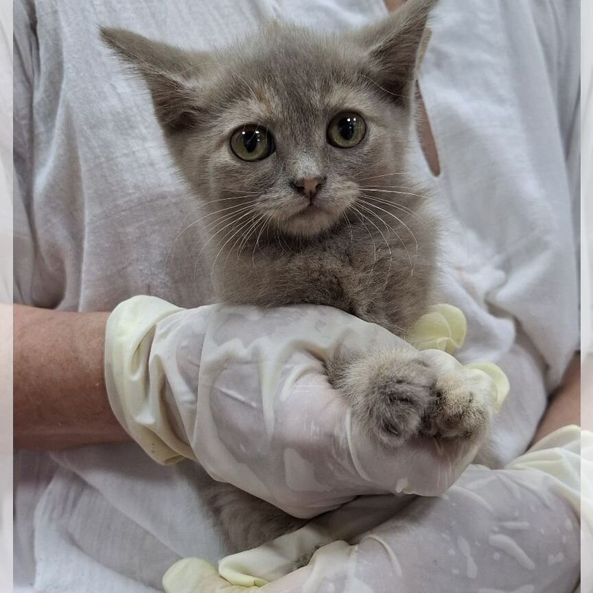 Котёнок в добрые руки
