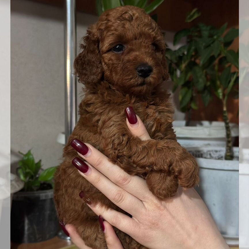 Карликовый пудель, щенок