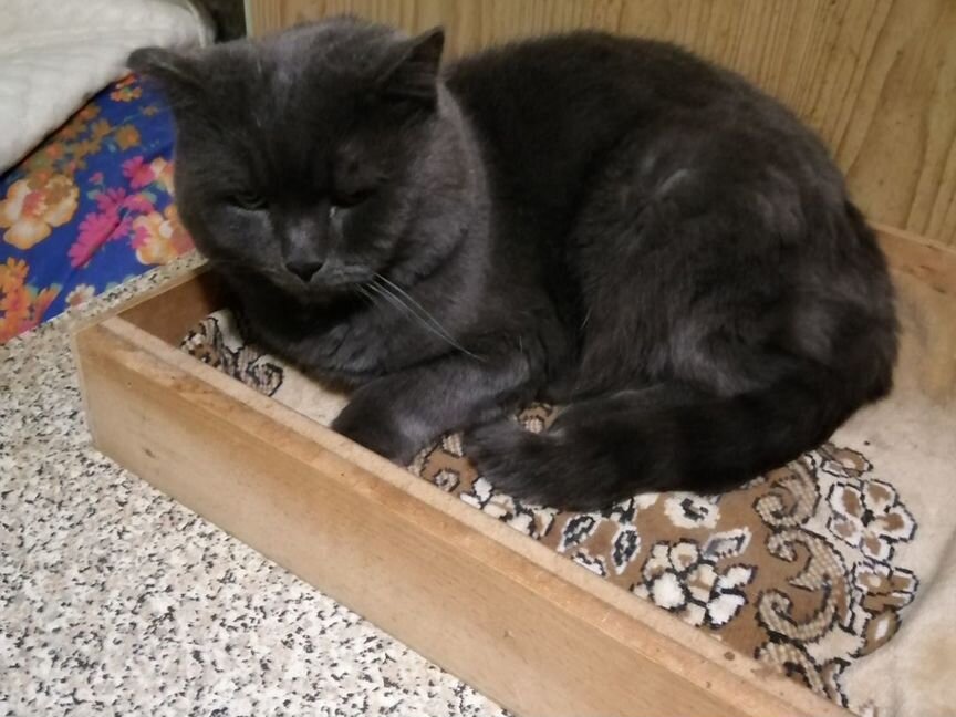 Красавец брутал кастрирован