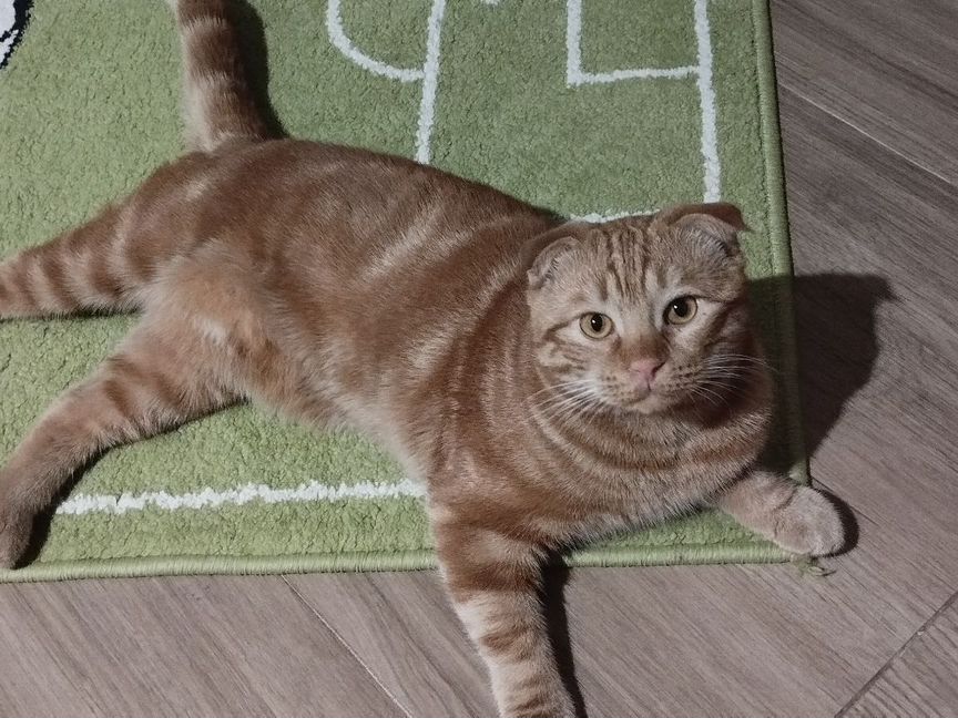 Кот ищет подружку