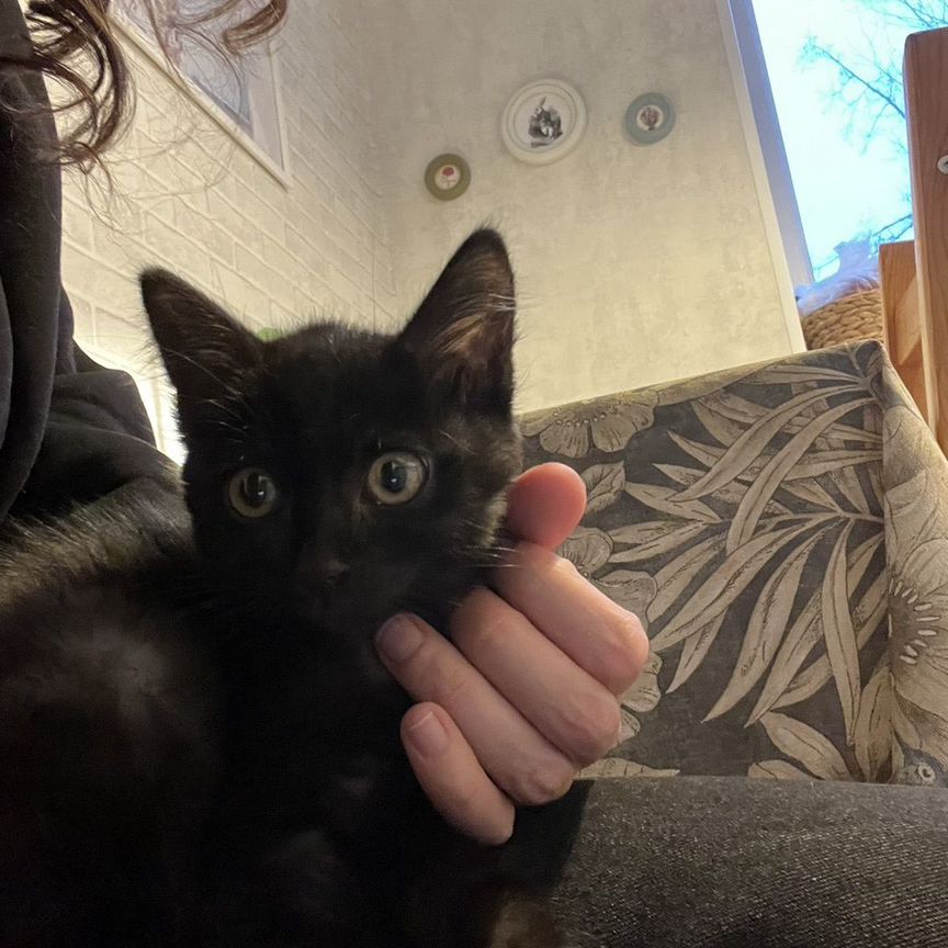 Отдам котенка в добрые руки