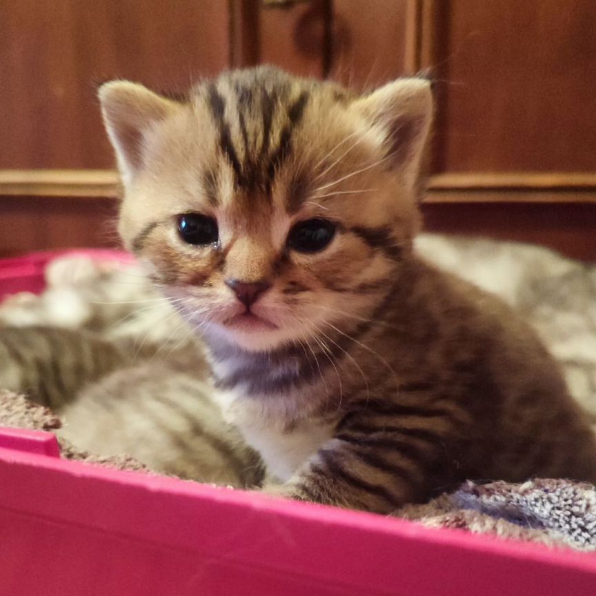 Шотландский прямоухий короткошёрстный котёнок