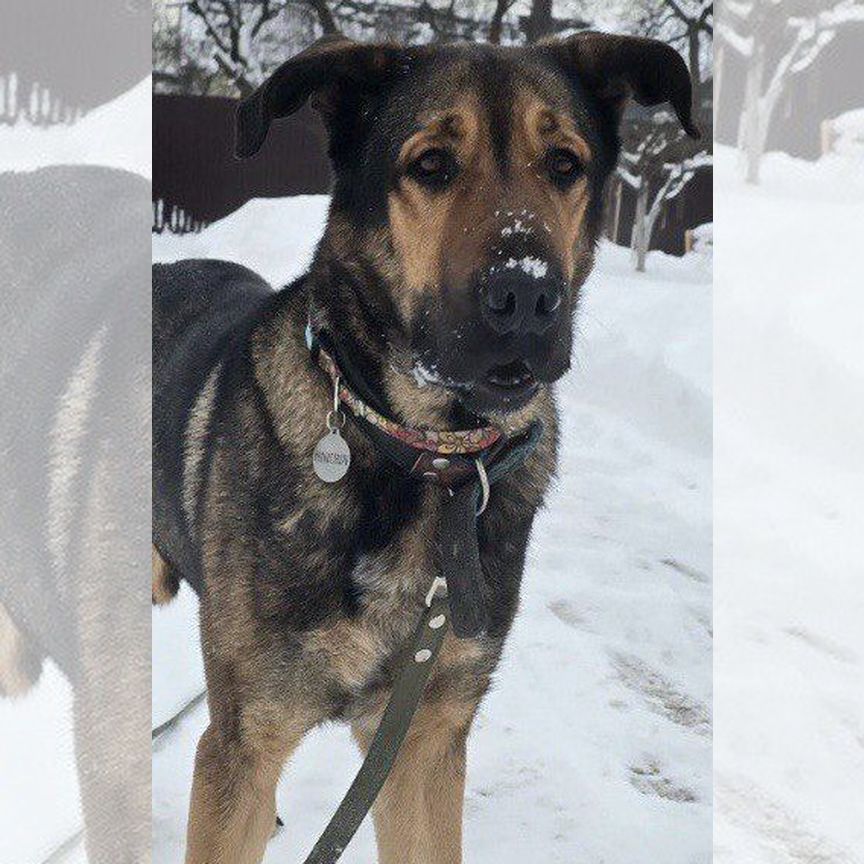 Взрослый пёс в добрые руки