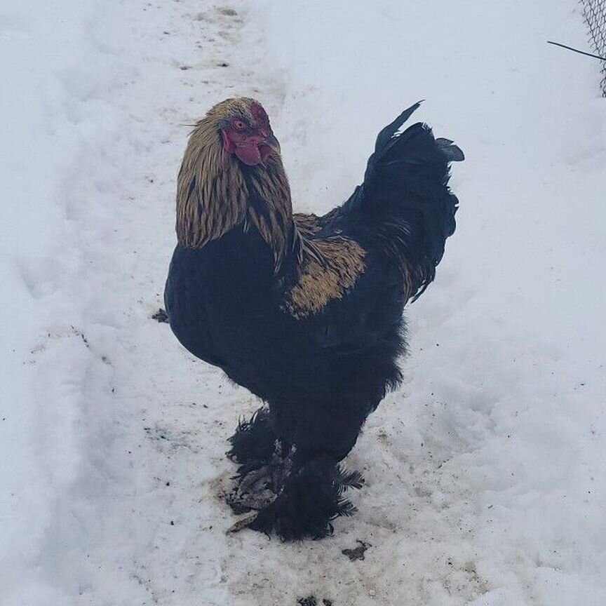 Петух брама