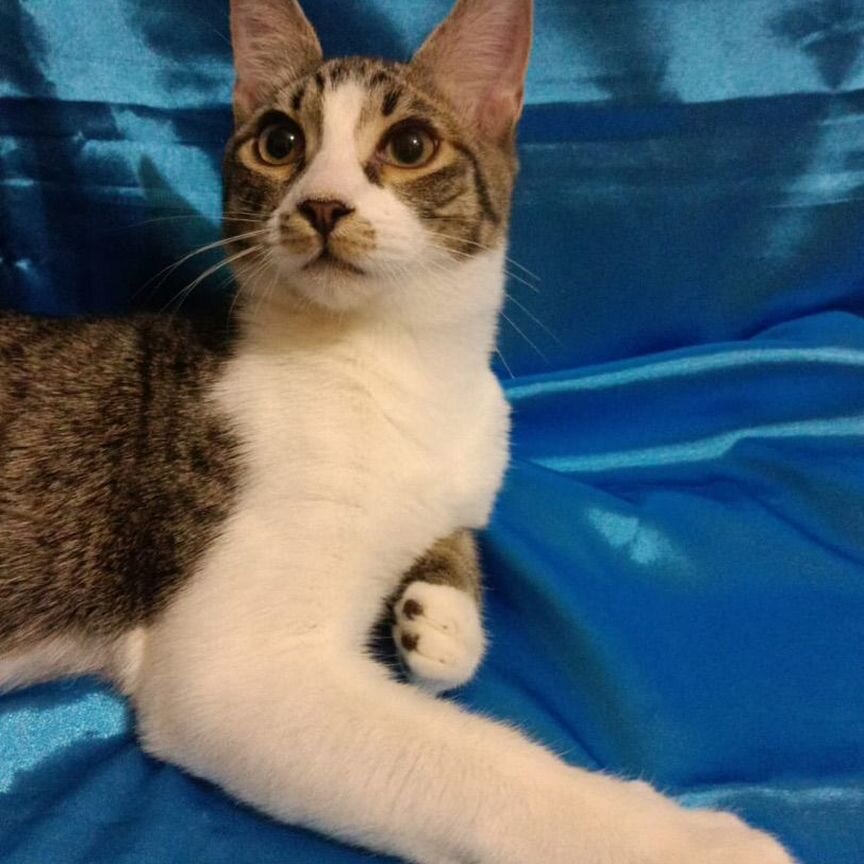 Котята в добрые руки бесплатно