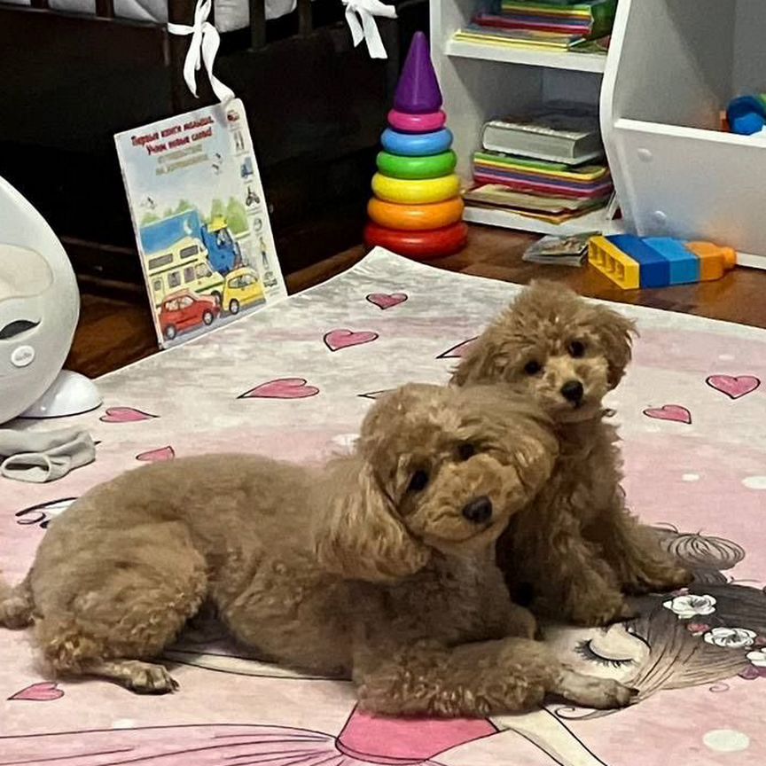 Той-пудель, щенок