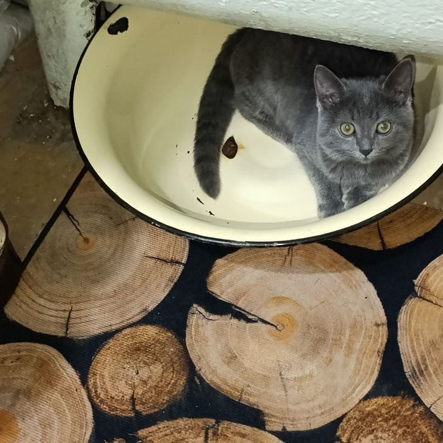 Британские котята короткошерстные