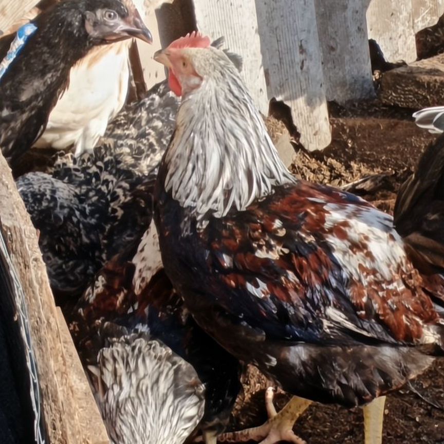 Загорская лососевая. Петушки на племя